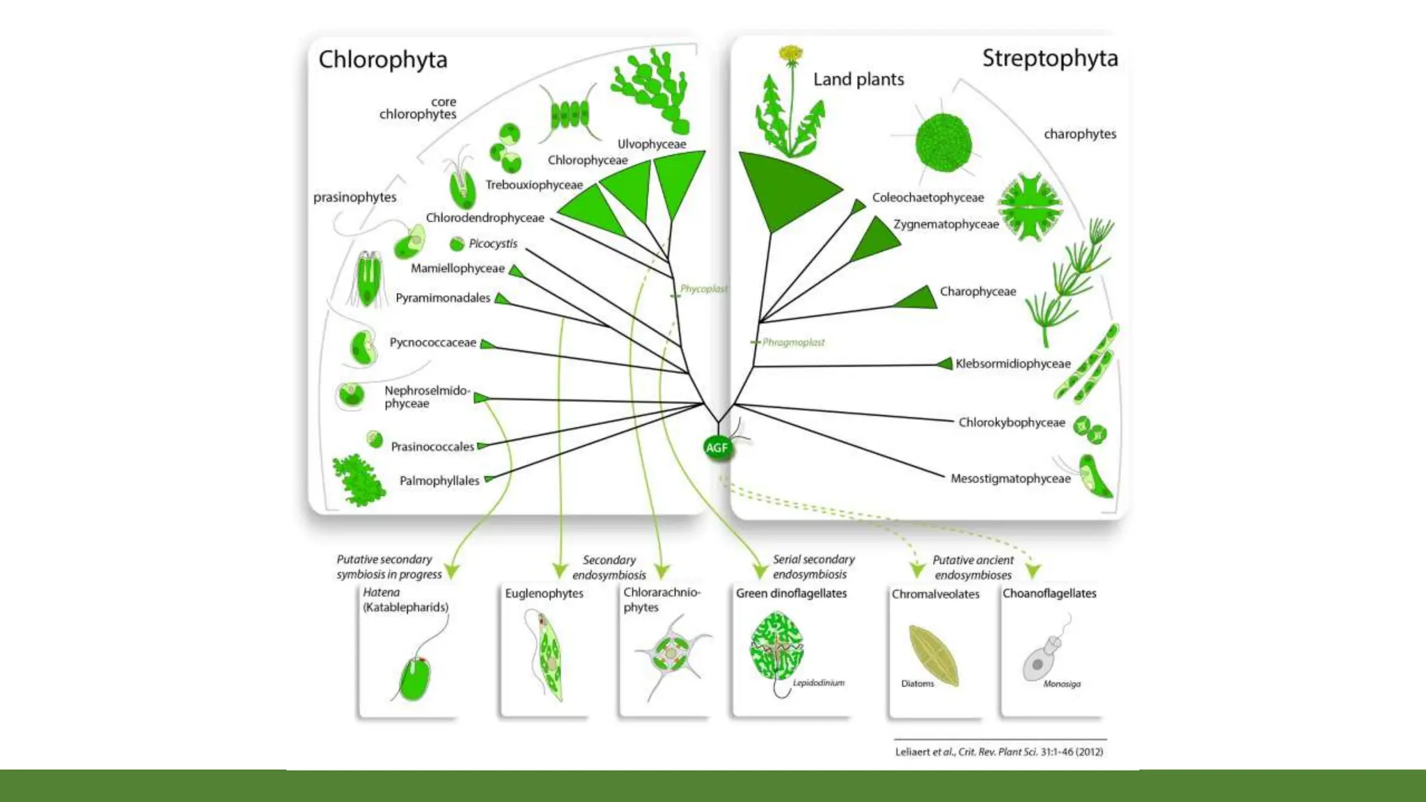 Algae Biotechnology | PPTX
