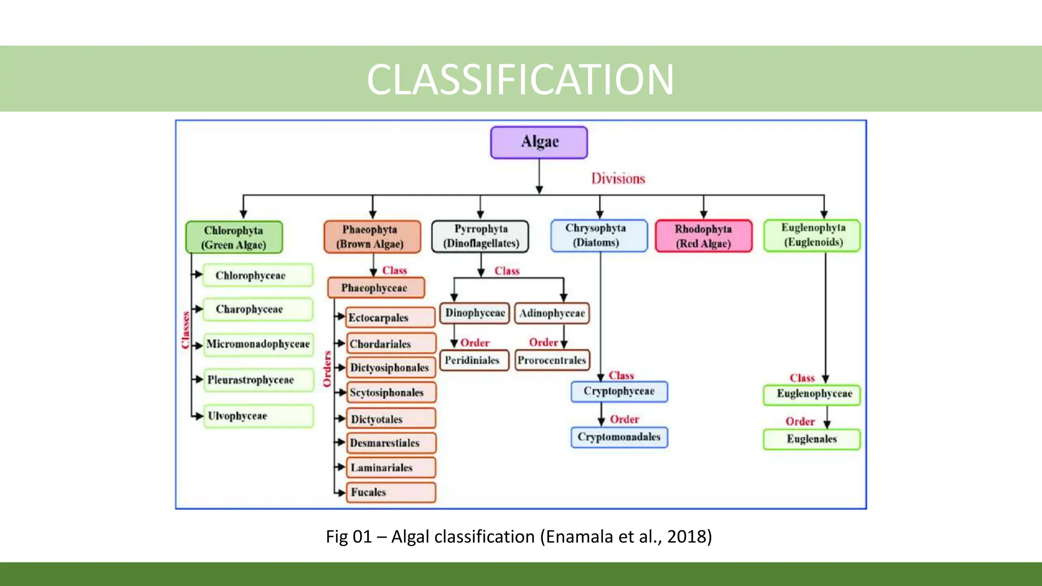 Algae Biotechnology | PPTX