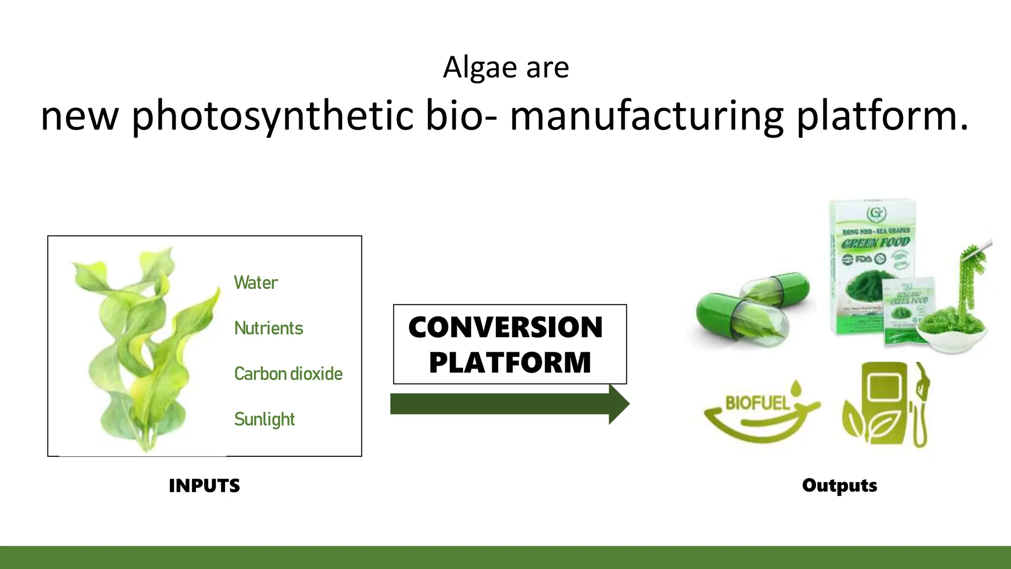 Algae Biotechnology | PPTX