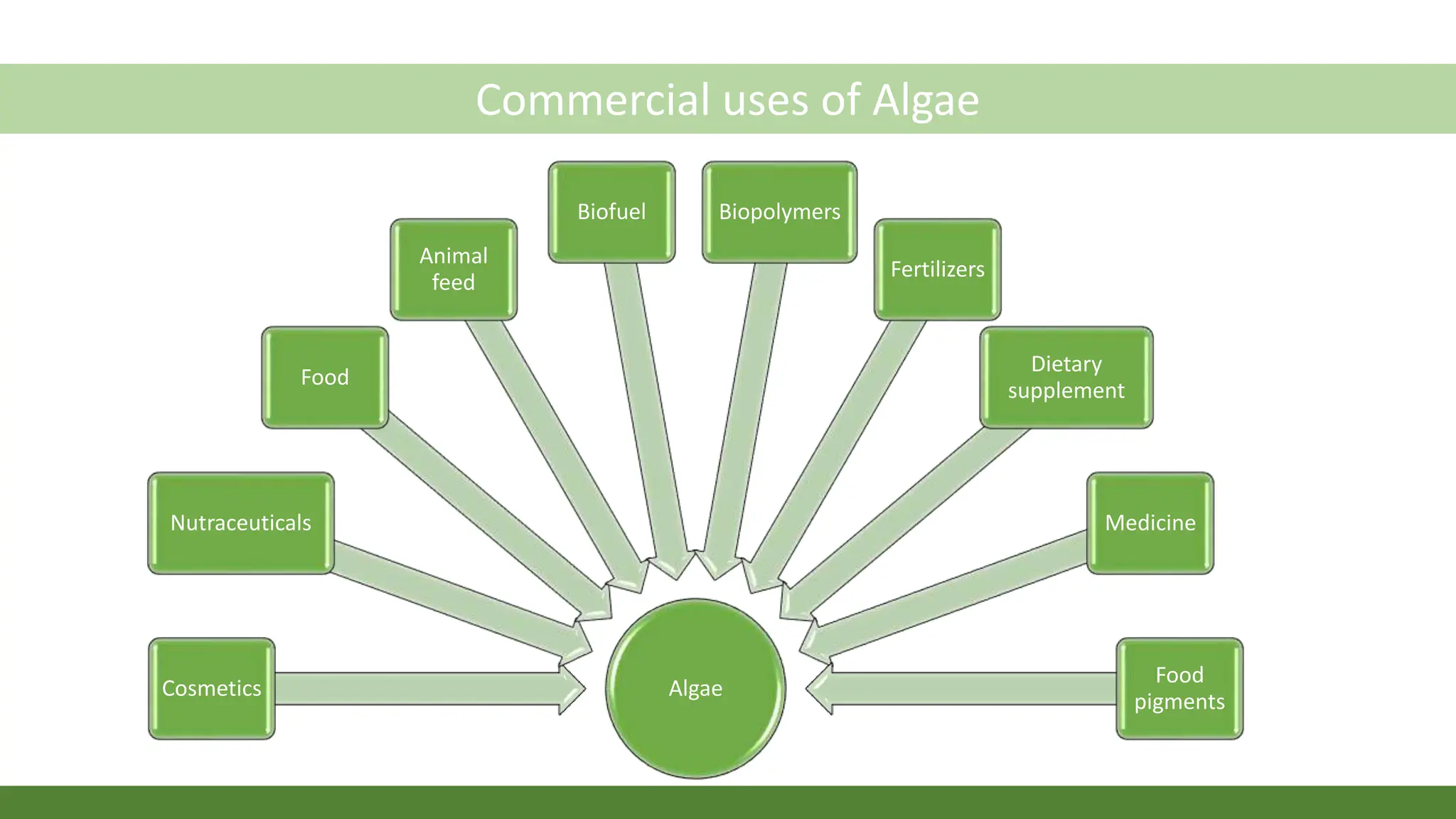Algae Biotechnology | PPTX