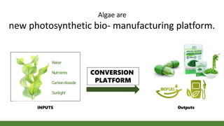 Algae Biotechnology | PPTX