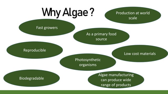 Algae Biotechnology | PPTX