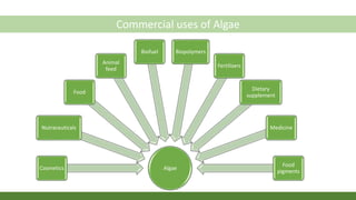 Algae Biotechnology | PPTX