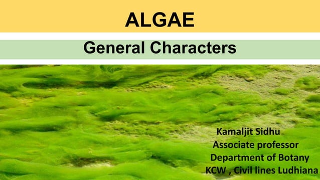Algae bsc 1 | PPTX