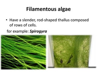 A lgae | PPTX | Biological Sciences | Science