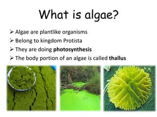 A lgae | PPTX | Biological Sciences | Science