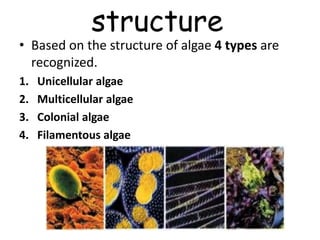 A lgae | PPTX | Biological Sciences | Science