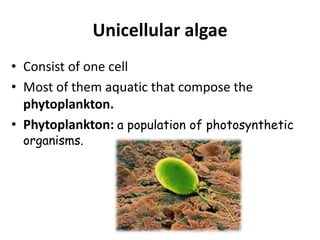 A lgae | PPTX