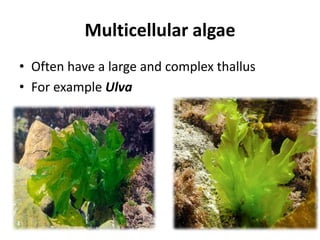 A lgae | PPT
