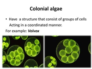 A lgae | PPTX | Biological Sciences | Science