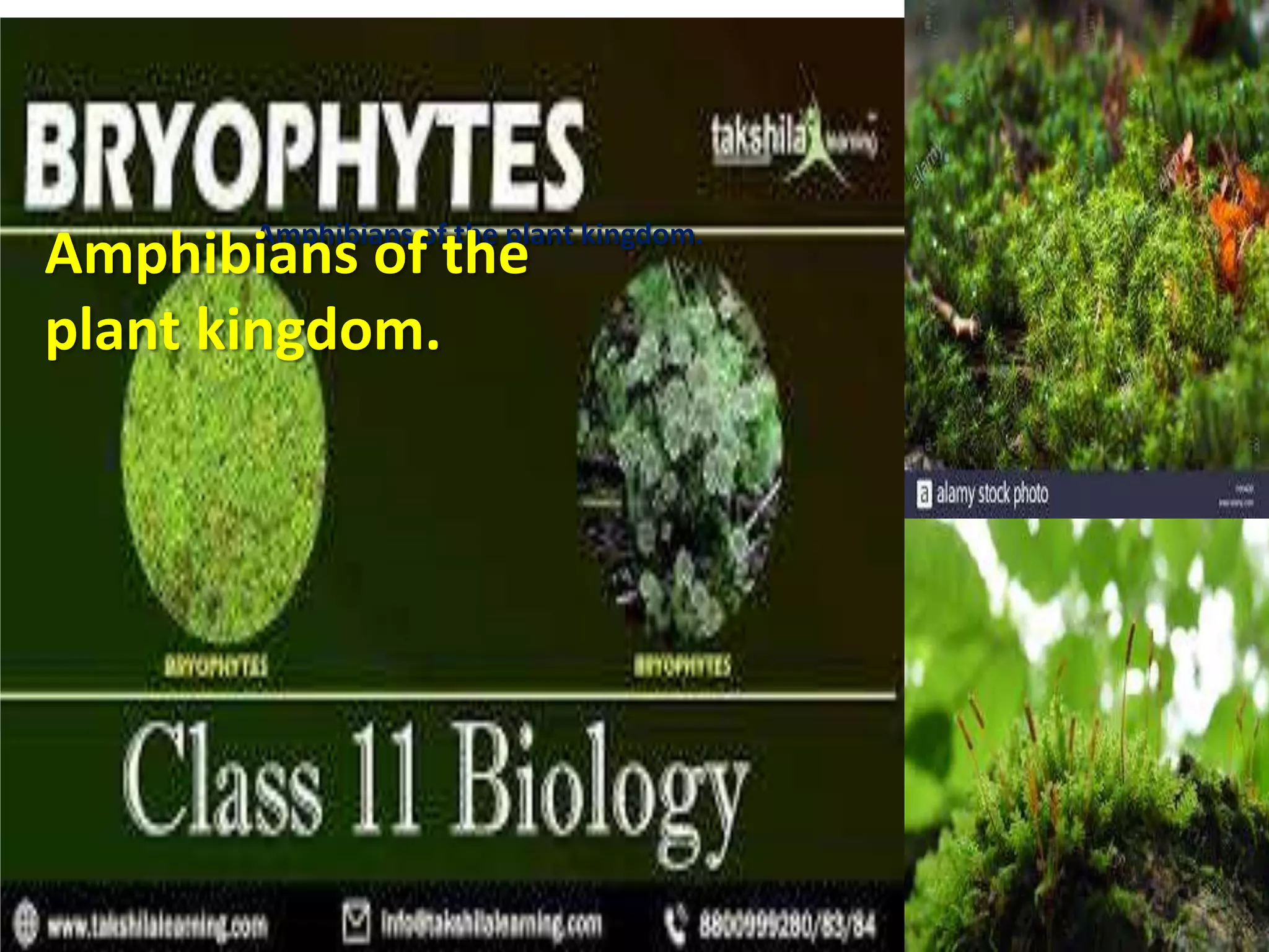 Algae classification and Bryophytes | PPTX