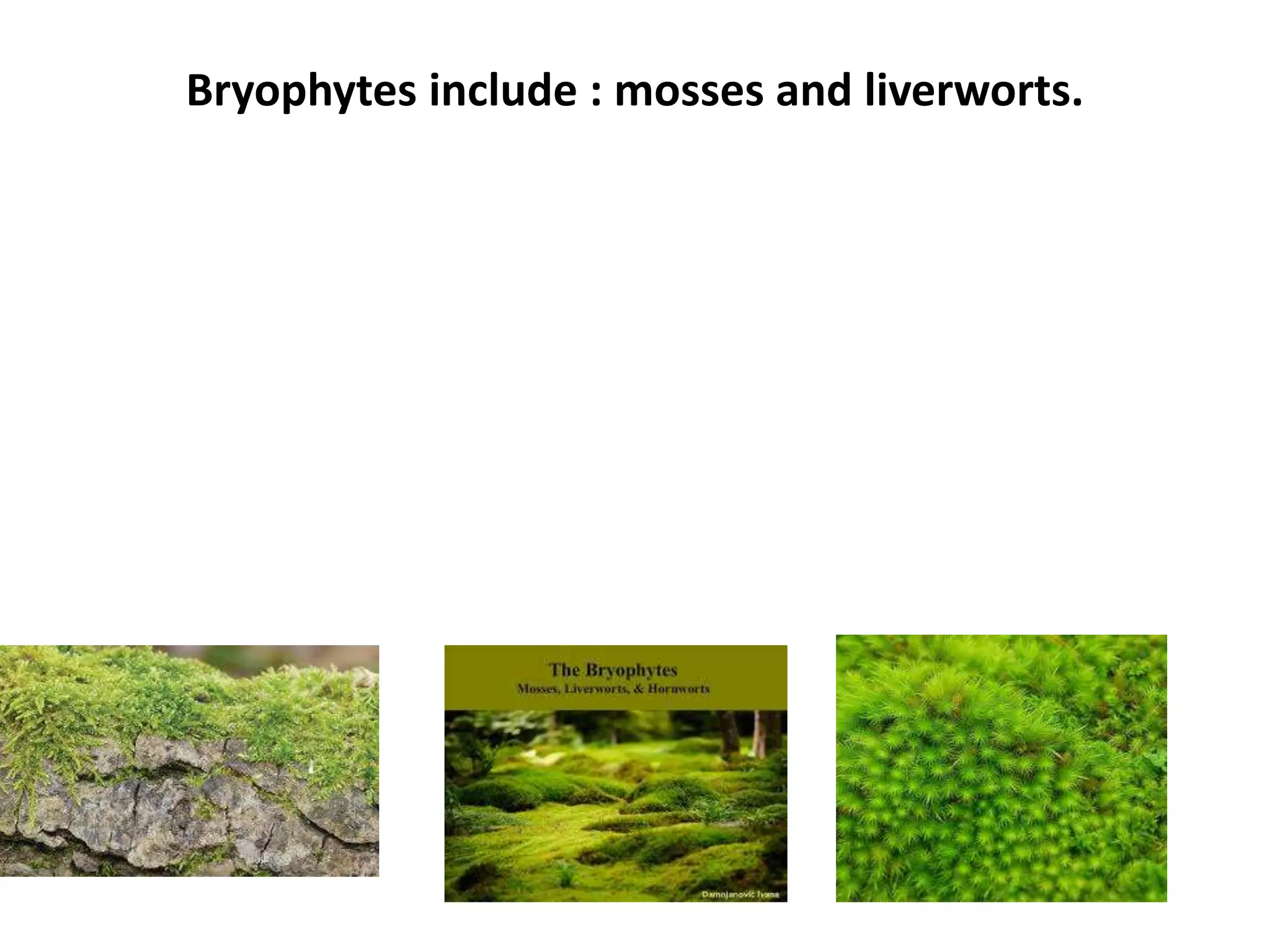 Algae classification and Bryophytes | PPTX