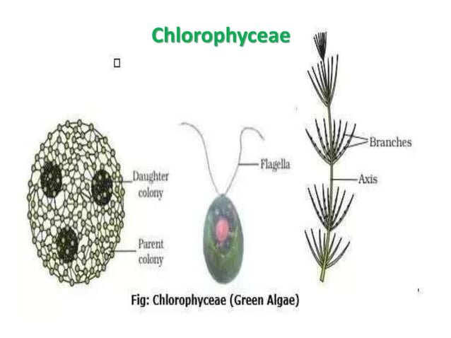 Algae classification and Bryophytes | PPTX