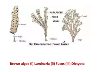 Phaeophyceae Diagram