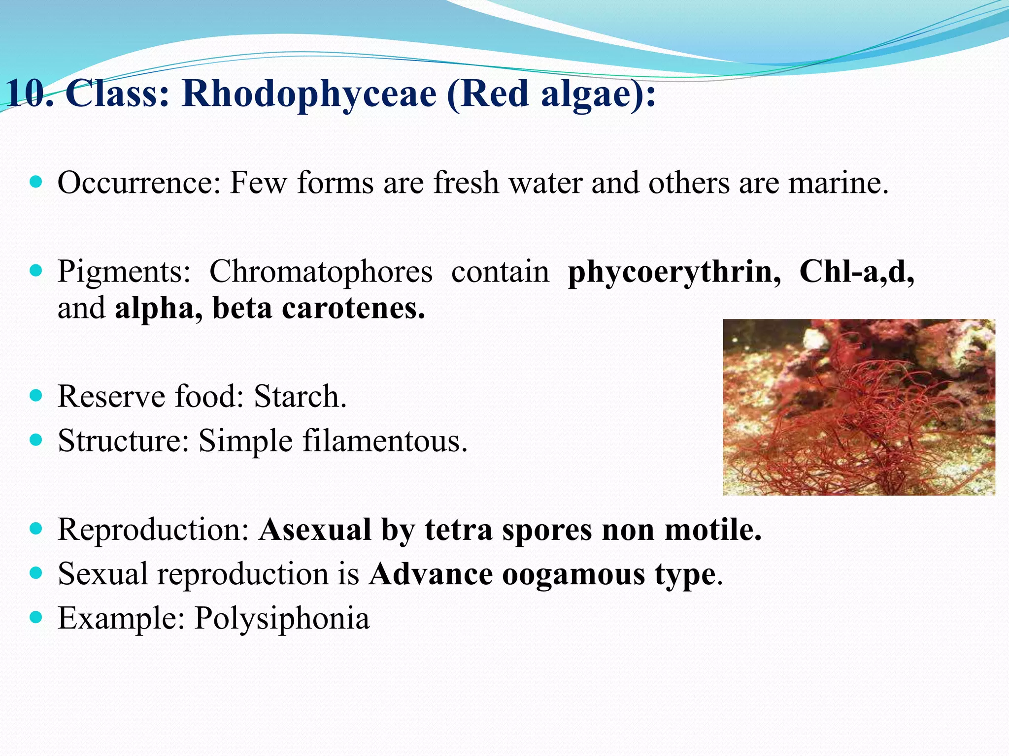 Algae classification features and reproduction of algae | PPTX