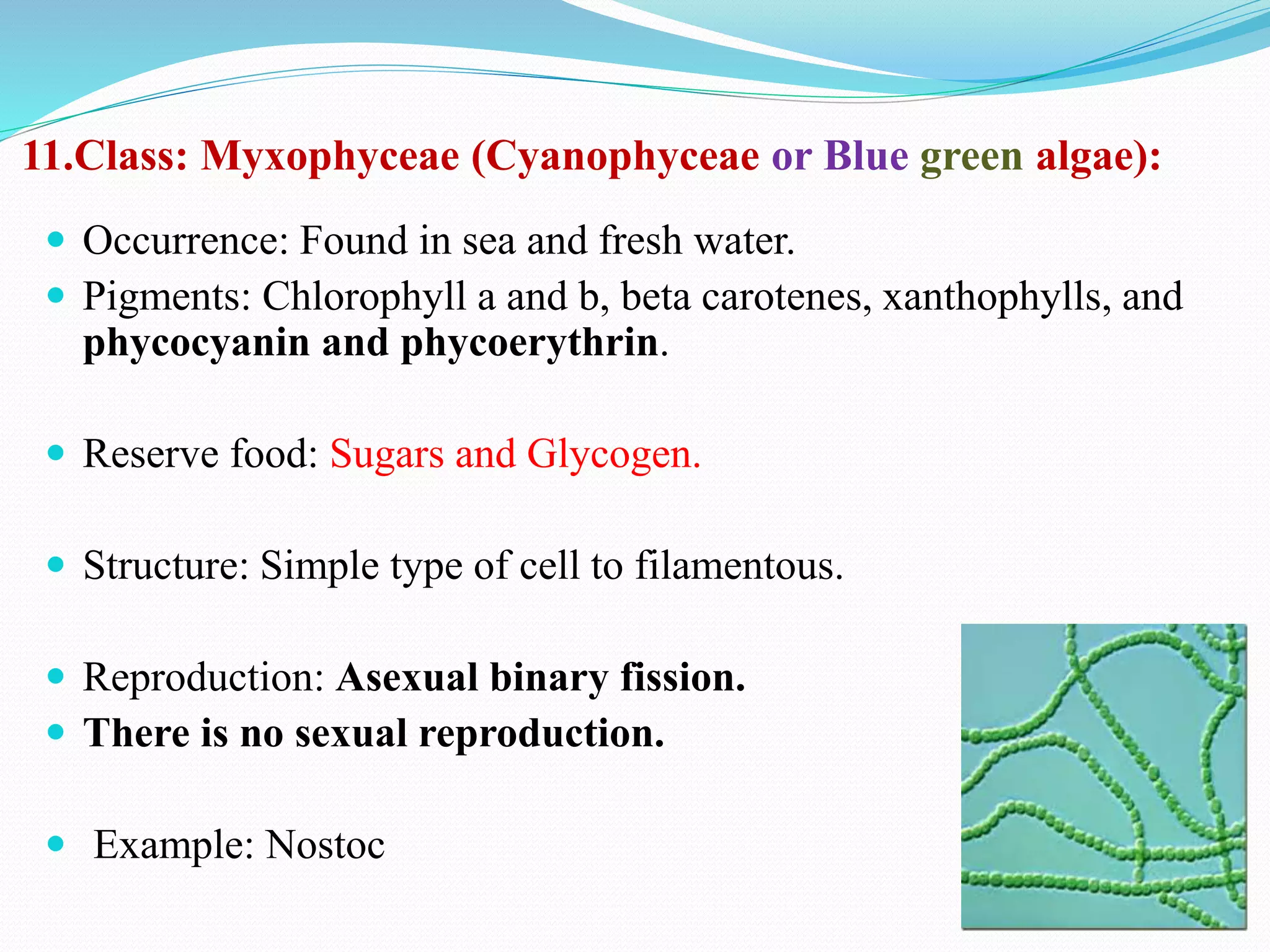 Algae classification features and reproduction of algae | PPTX