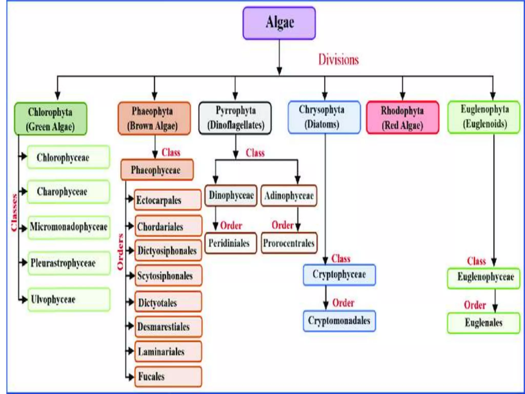 Algae classification | PPTX