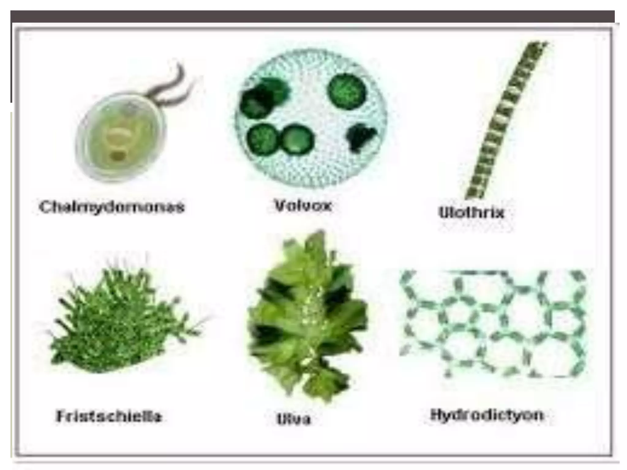 Algae classification | PPTX