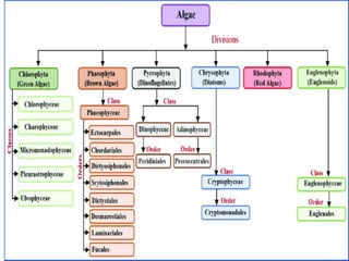 Algae classification | PPTX