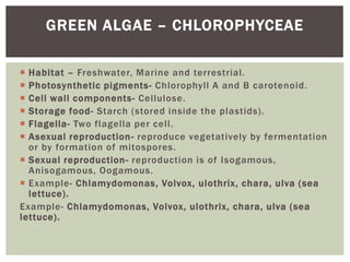 Algae classification | PPTX