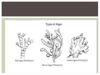 Types Of Algae