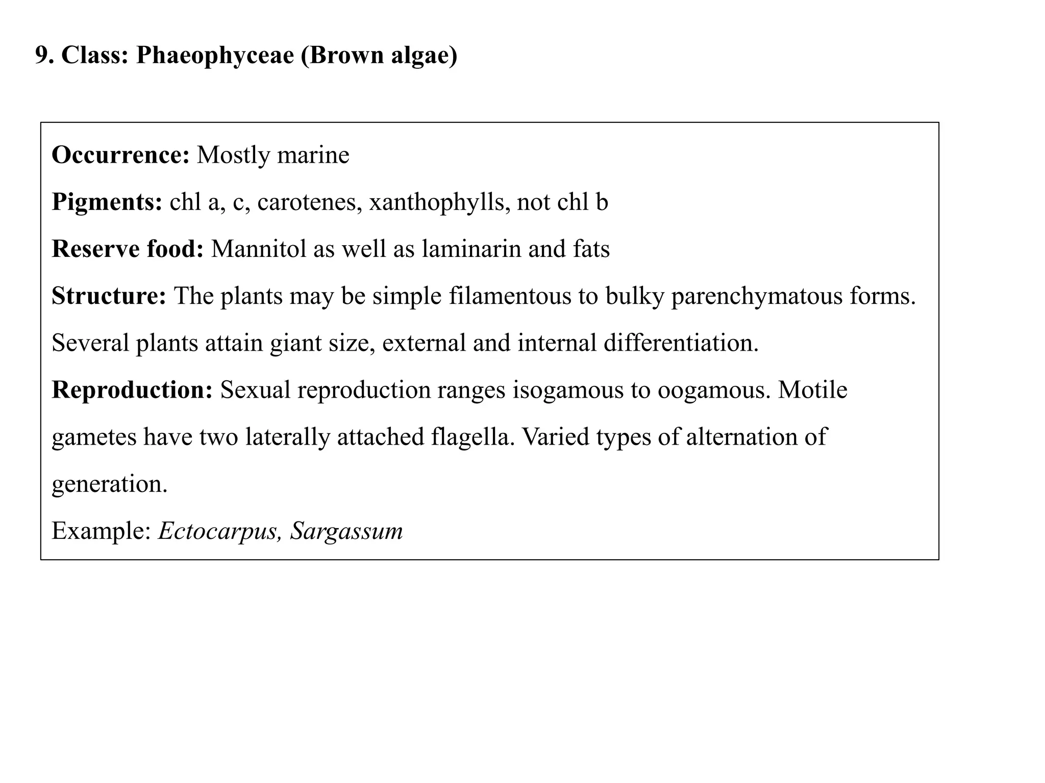algae classification.pptx
