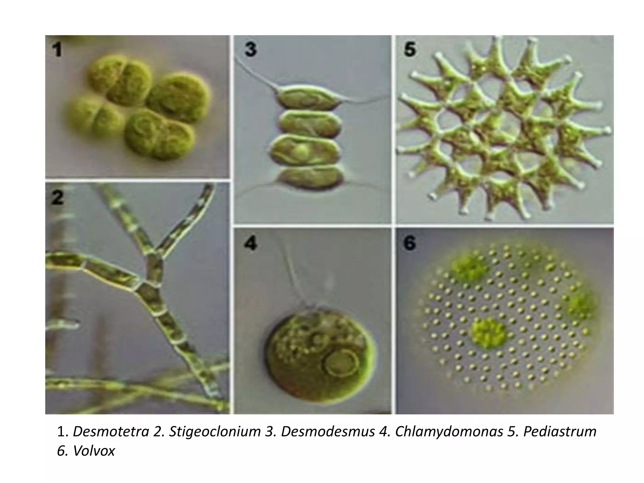 algae classification.pptx