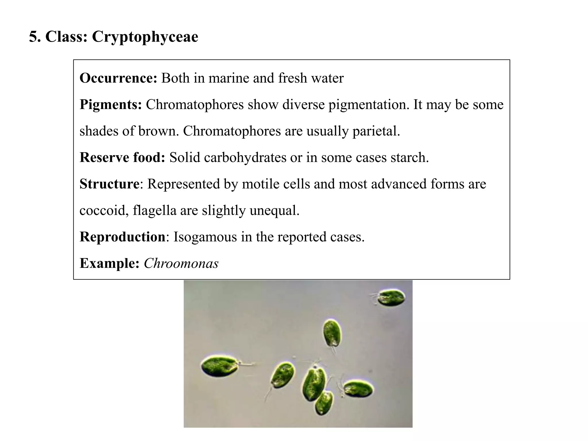 algae classification.pptx