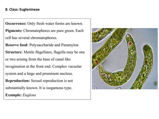 algae classification.pptx