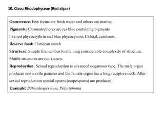 algae classification.pptx