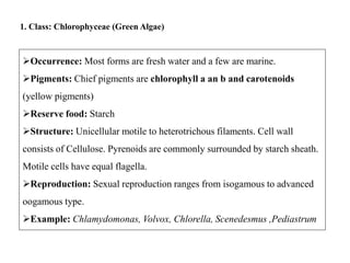 algae classification.pptx