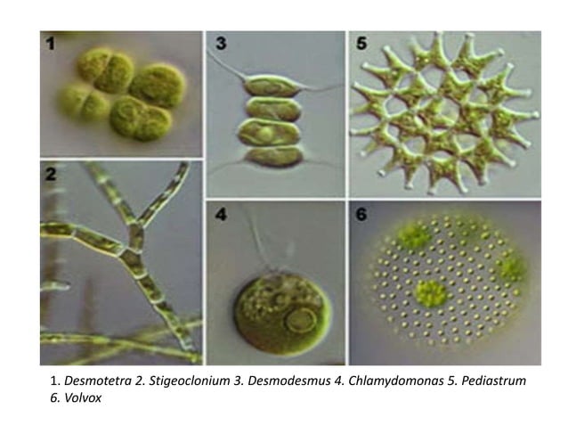 algae classification.pptx