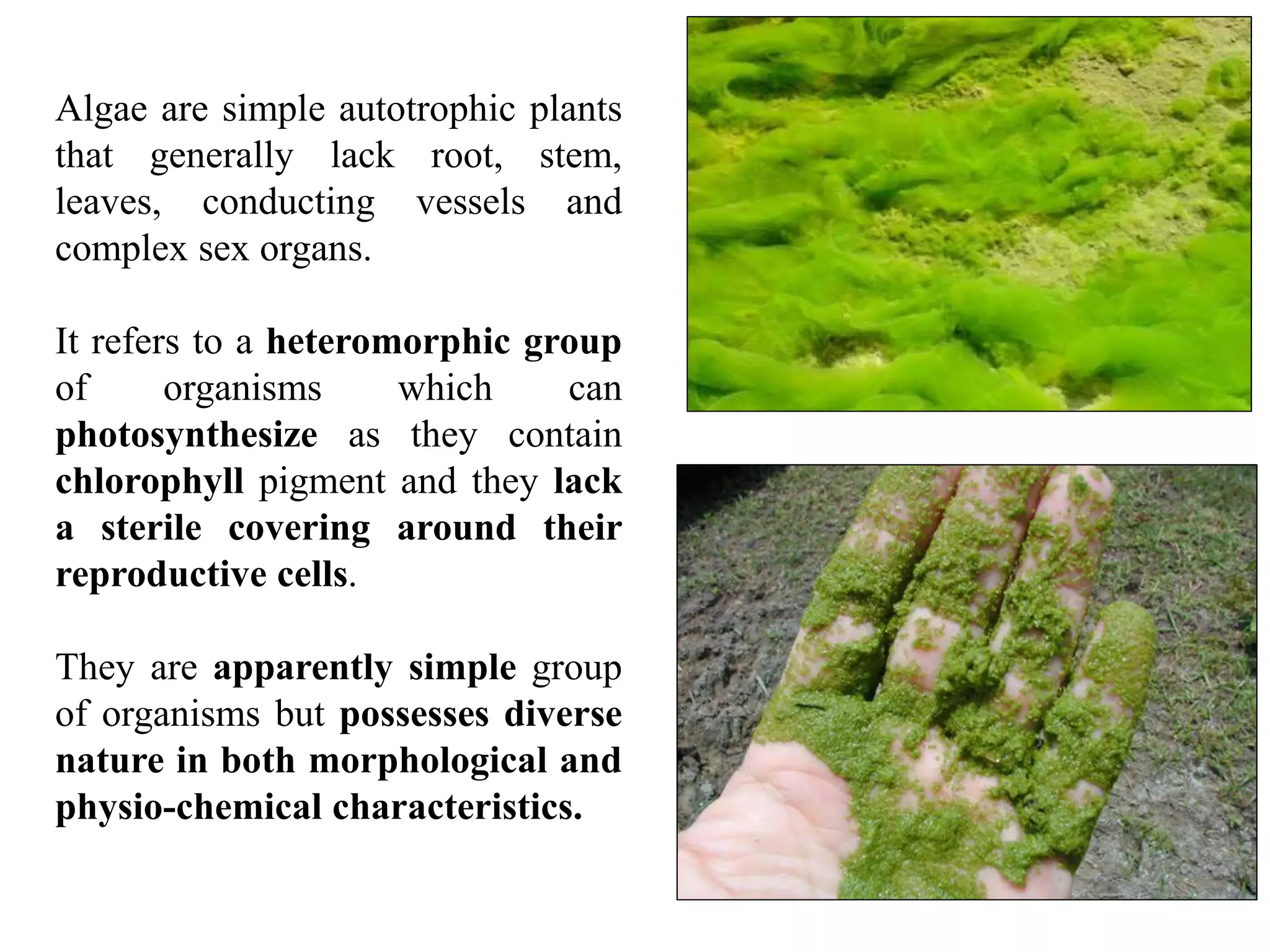 Algae Classification.pptx