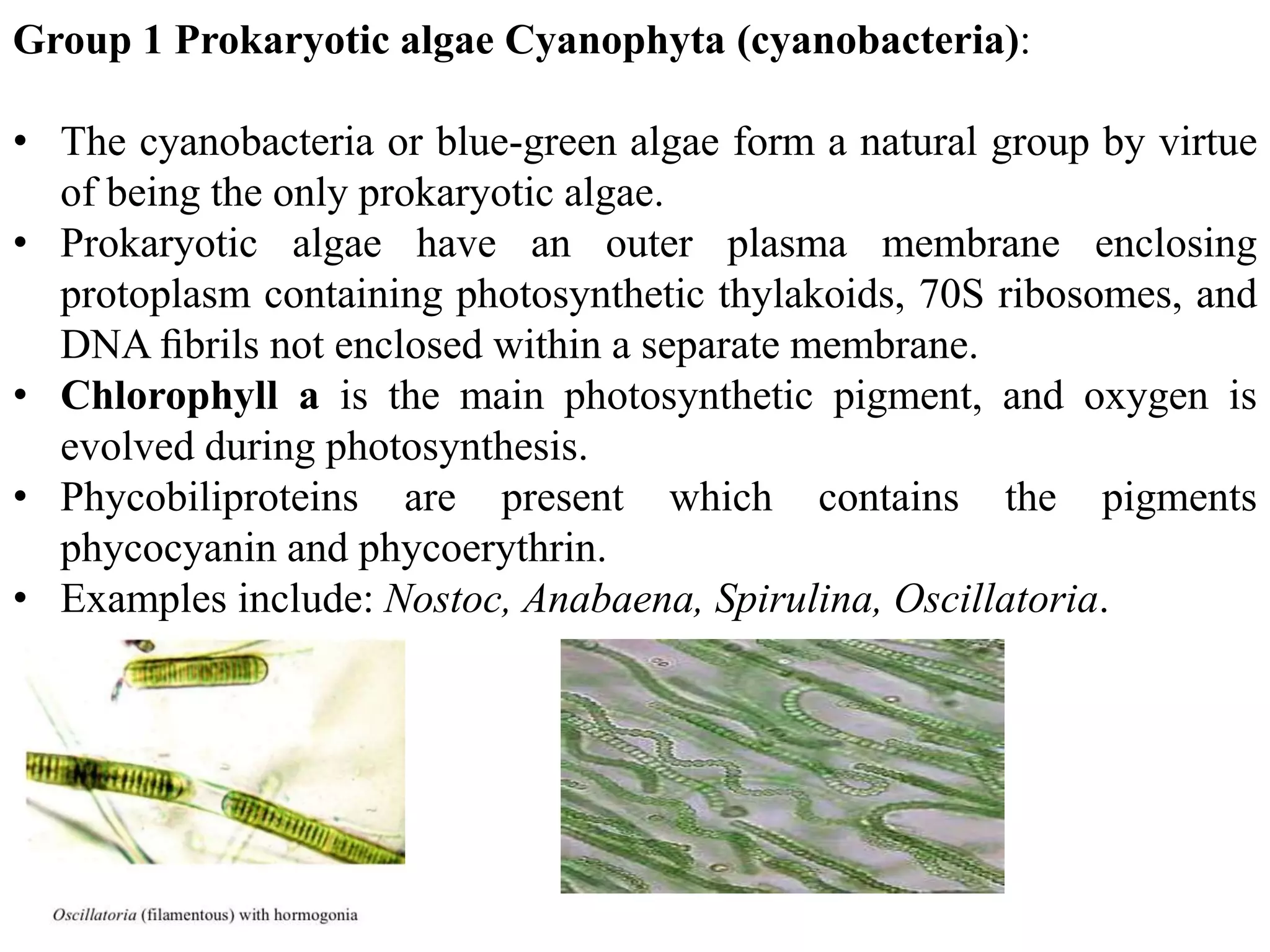 Algae Classification.pptx