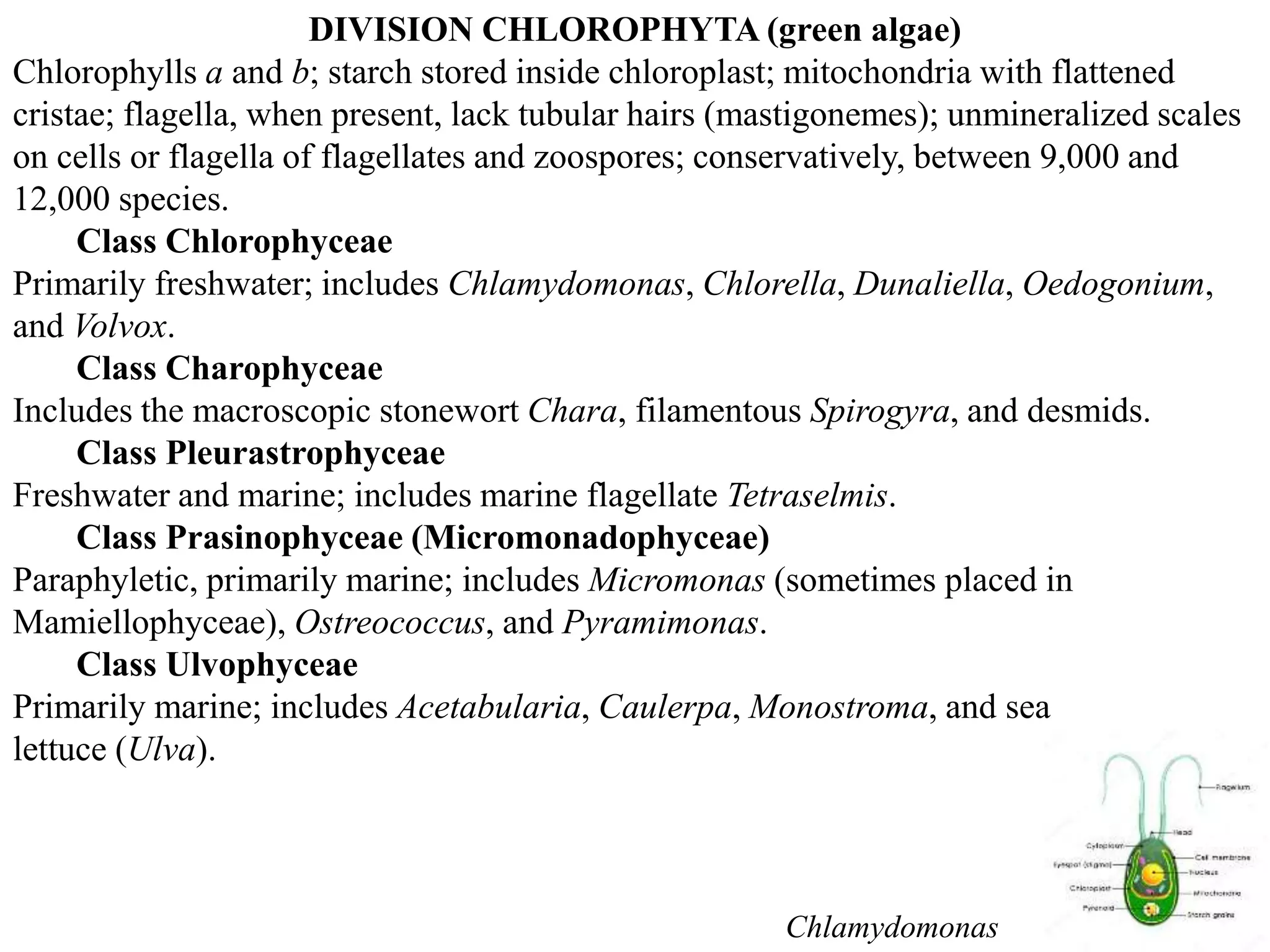 Algae Classification.pptx