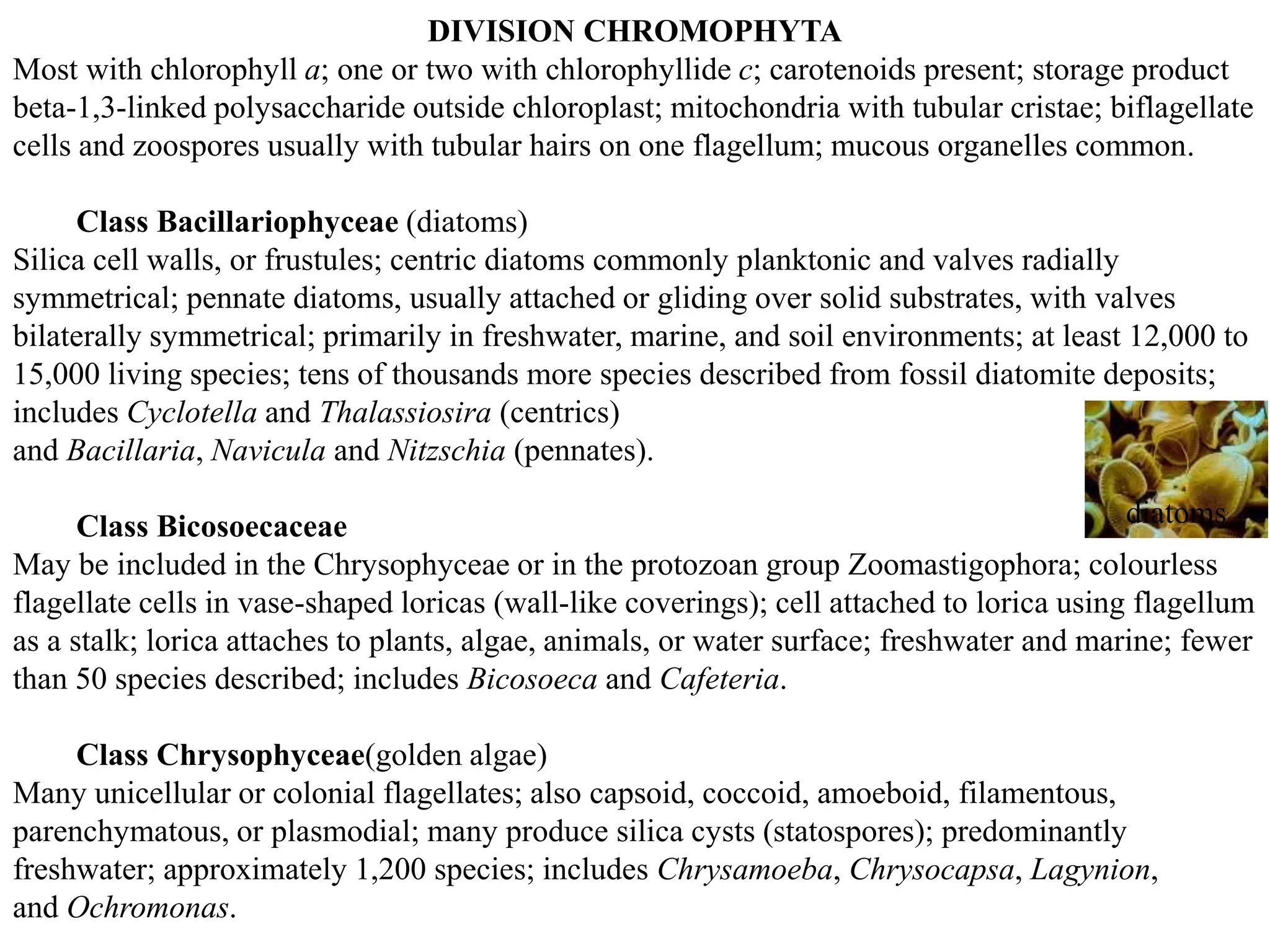 Algae Classification.pptx