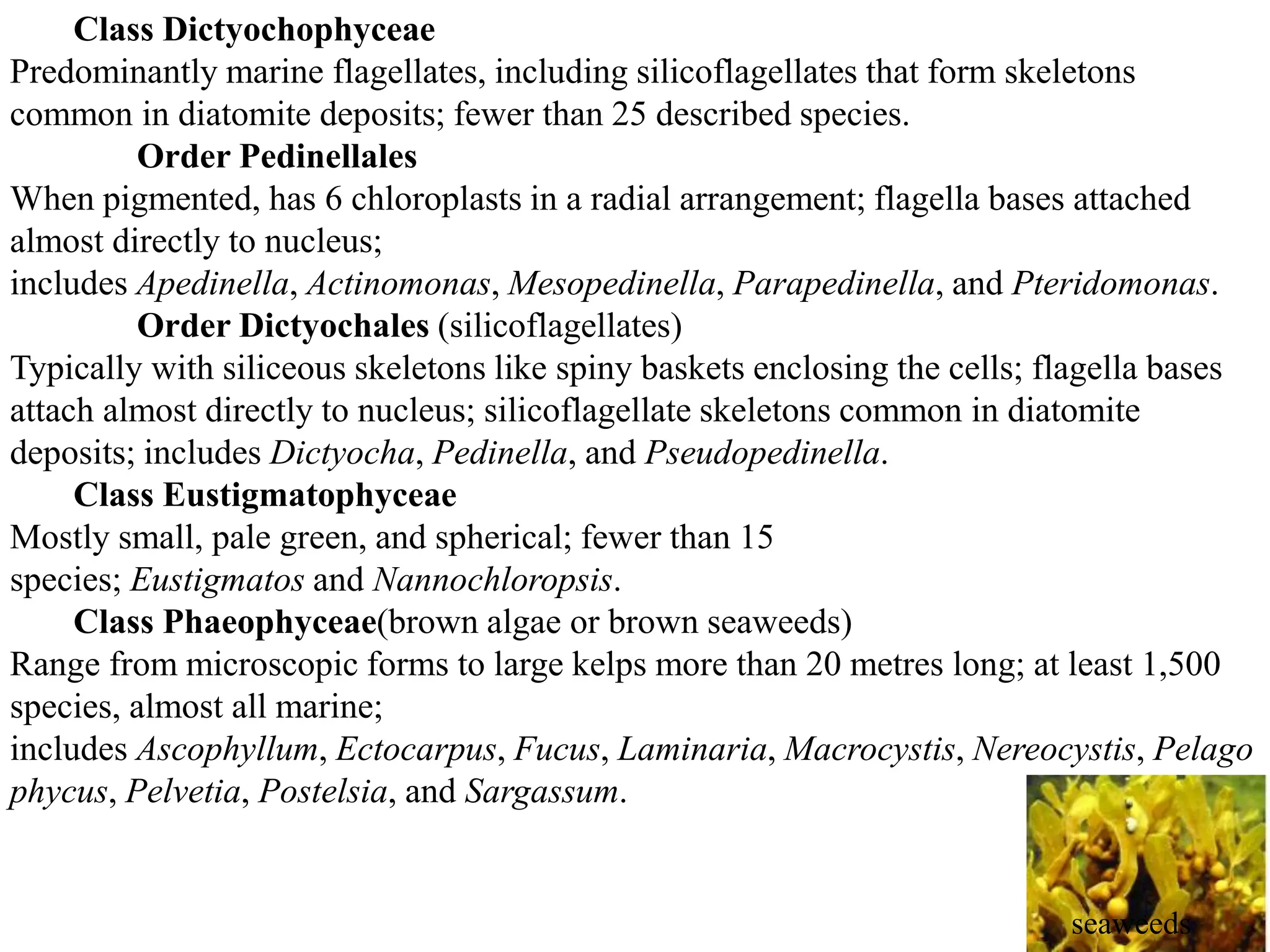 Algae Classification.pptx