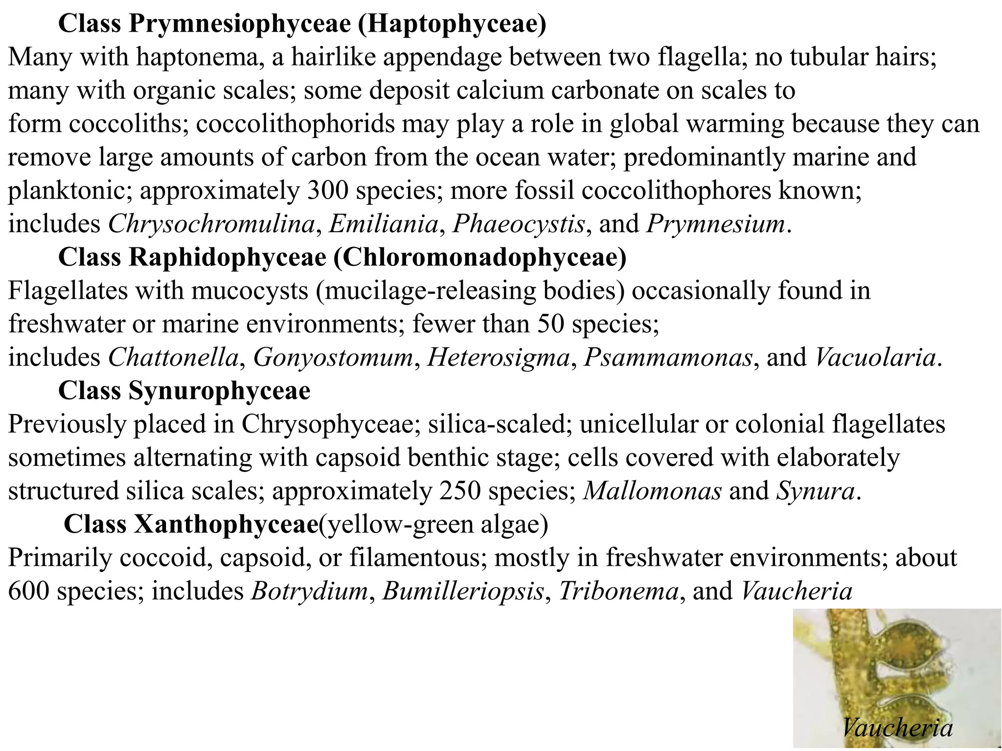 Algae Classification.pptx