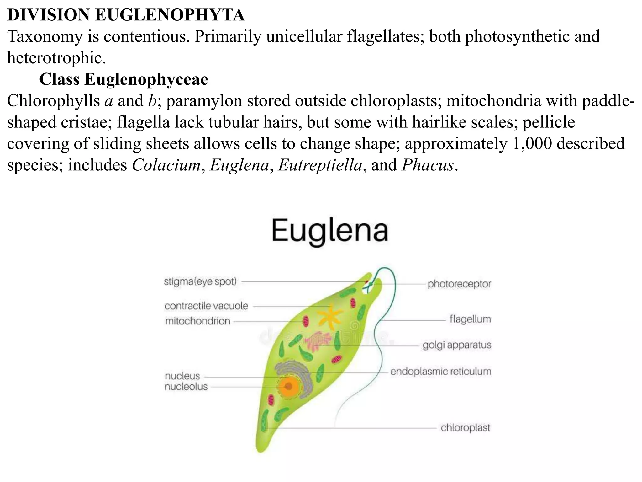 Algae Classification.pptx
