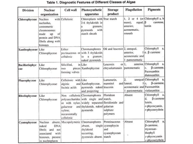 Algae Classification.pptx