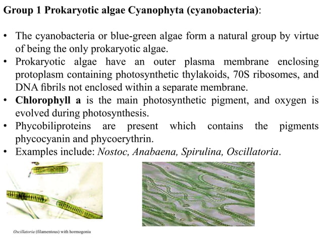 Algae Classification.pptx