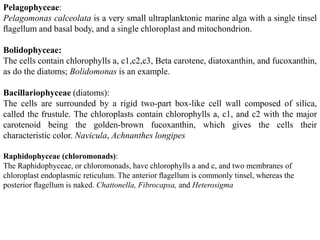 Algae Classification.pptx
