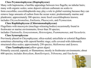 Algae Classification.pptx