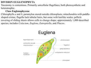 Algae Classification.pptx