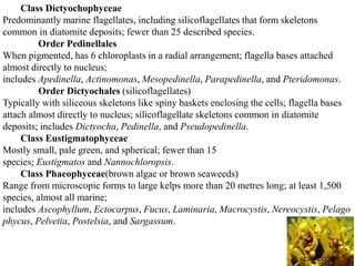 Algae Classification.pptx