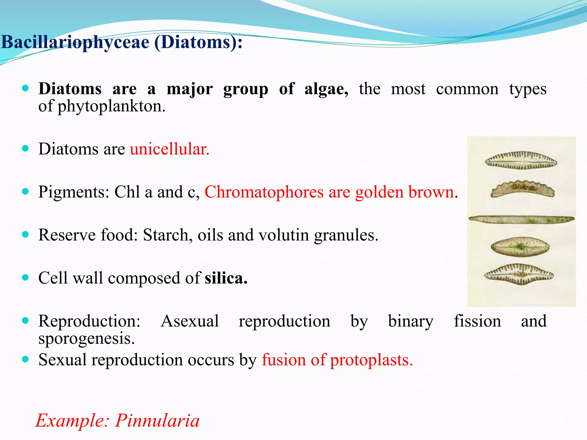 Algae classification and structure | PPTX | Biological Sciences | Science