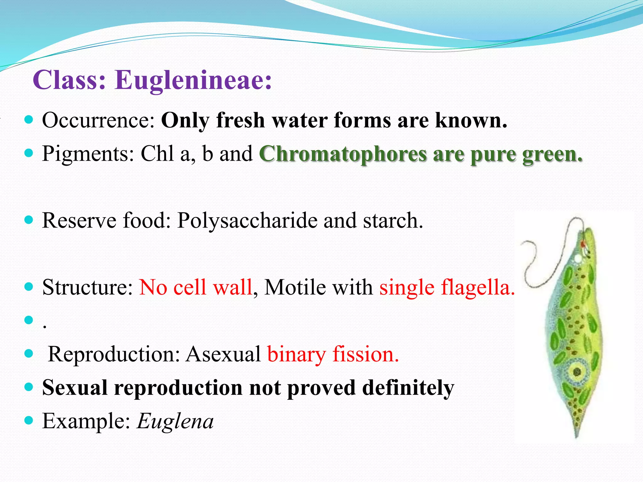 Algae classification and structure | PPTX | Biological Sciences | Science