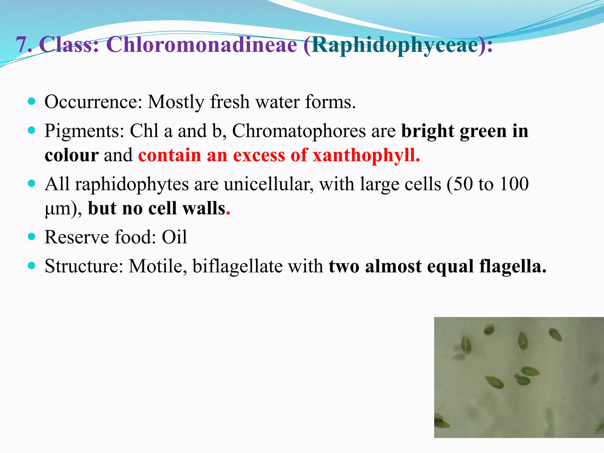 Algae classification and structure | PPTX | Biological Sciences | Science