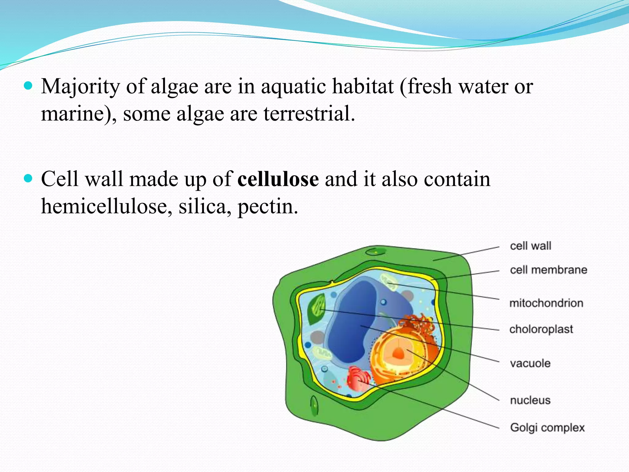 Algae classification and structure | PPTX | Biological Sciences | Science