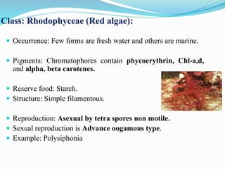 Algae classification and structure | PPTX | Biological Sciences | Science